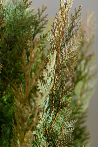 Blauwe Californische Cipres Chamaecyparis lawsoniana Columnaris Glauca ...