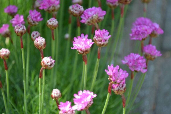 Armeria maritima 'Splendens' (Engels gras) kopen P9 | Heijnen Planten
