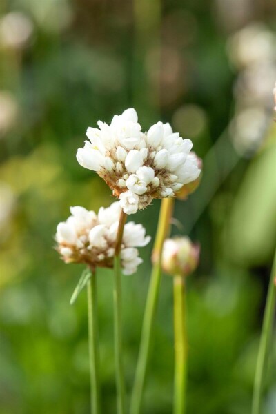 Engels gras Armeria pseudarmeria 'Ballerina White' 5-10 Pot P9 ...