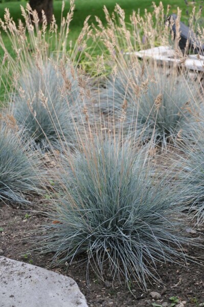 Festuca glauca 'Elijah Blue' (Blauw schapengras) kopen | Heijnen Planten