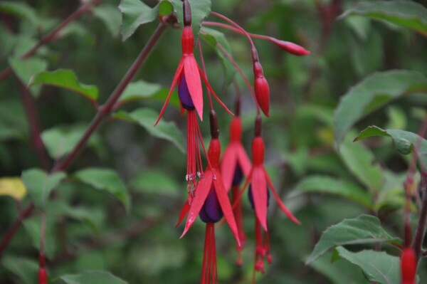 Fuchsia magellanica 'Gracilis' (Bellenplant) kopen P9 | Heijnen Planten