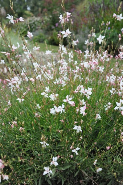 Gaura lind. 'Whirling Butterflies' (Prachtkaars) kopen P9 | Heijnen Planten
