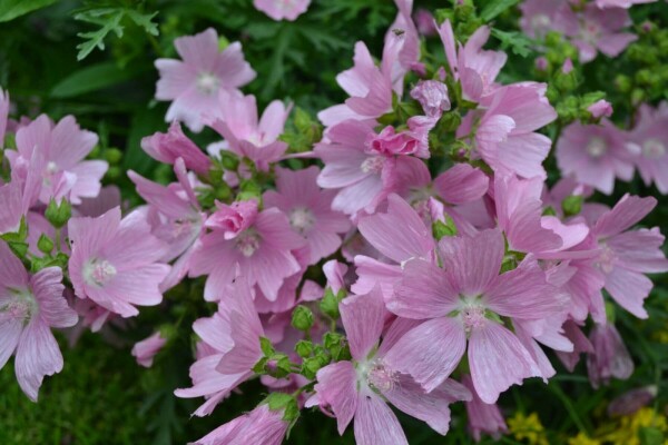 Malva moschata 'Rosea' (Muskuskaasjeskruid) kopen P9 | Heijnen Planten