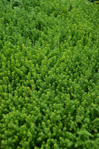 Sedum acre (Muurpeper) kopen P9 | Heijnen Planten