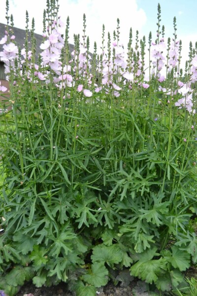 Sidalcea 'Elsie Heugh' (Griekse malva) kopen P9 | Heijnen Planten