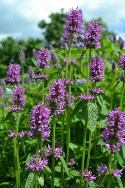 Stachys monieri 'Hummelo' (Andoorn) kopen | Heijnen Planten