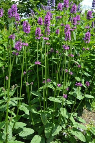 Stachys monieri 'Hummelo' (Andoorn) kopen | Heijnen Planten