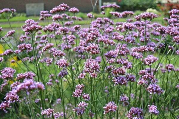Verbena bonariensis (IJzerhard) kopen | Heijnen Planten