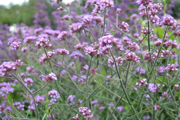 Verbena bonariensis 'Lollipop' (IJzerhard) kopen | Heijnen Planten